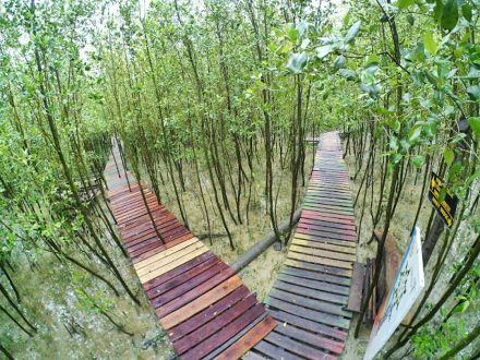 Hutan Mangrove Mempawah - Amazing Borneo Indonesia