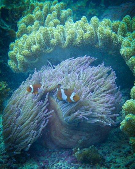 Wisata Pulau Lemukutan Keindahan Alam Bawah laut yang Eksotis - Amazing ...